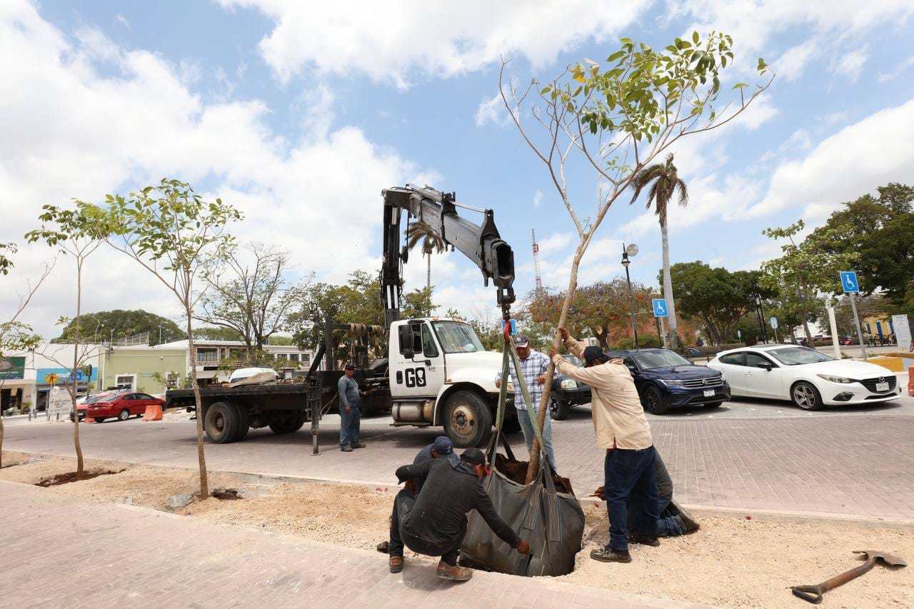 Continúa la plantación de maculís en el Corredor Turístico y ...